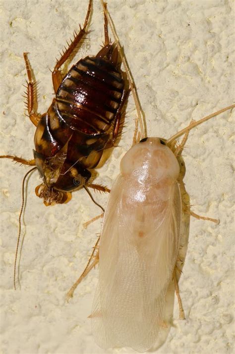 Nymph Of Australian Cockroach Stock Image Image Of Pests Insects