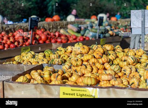 Kürbis Saison 2023 Deutschland Brandenburg Am 24 09 2023 Verschiedene