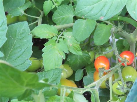 野菜を育てよう