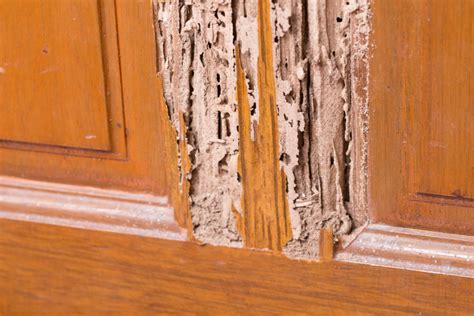 Control De Plagas De Termitas ~ Tratamientos De Madera Valladolid