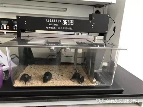 有头吴脑说行为：睡眠剥夺的方法与分类 知乎