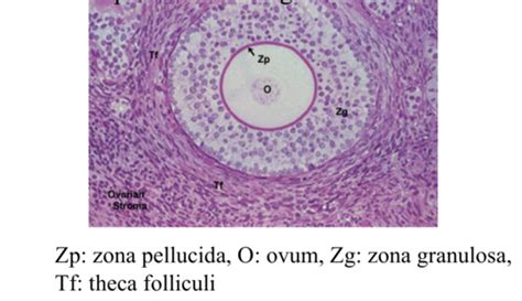 Repro Anatomy And Embryology Normal Repro Female Flashcards Quizlet