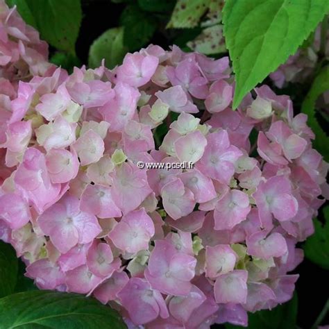 Hydrangea Macrophylla So Long Rosy ® C4l 2040 Tous Les Hydrangea