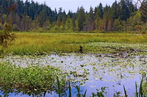 Beaver Lake Im Stanley Park Vancouver Wildful Stories