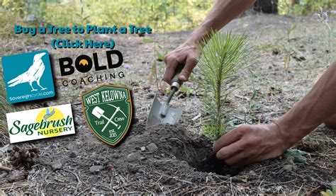 Tree Plug Purchase Douglas Fir Ponderosa Pine Sovereign Cycle