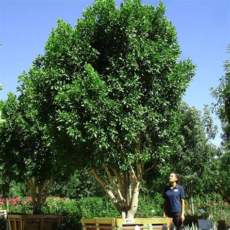 Ficus Nitida Tree Factor