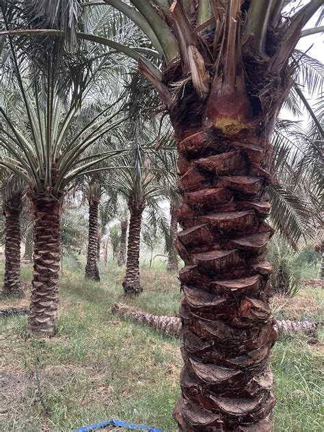 Palm Orchards Of Central And Southern Iraq 🇮🇶 R Palmtalk