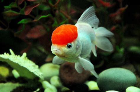 Oranda Goldfish The Majestic Marvel Of Aquariums