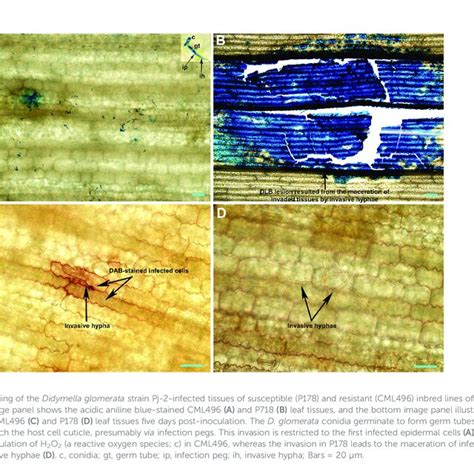 Didymella Glomerata Pj 2 Genome Assembly Features Download
