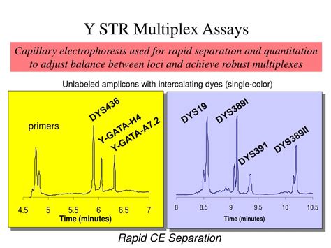 Ppt Y Chromosome Dna Variation Monitored By Snp And Str Analysis Powerpoint Presentation Id
