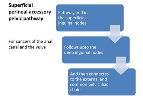 Lymphatics Of The Pelvis Ppt