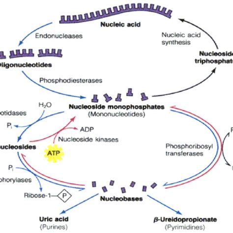 2 Expression Vector Pgex 2t Gst Gene Fusion System Laboratory Manual