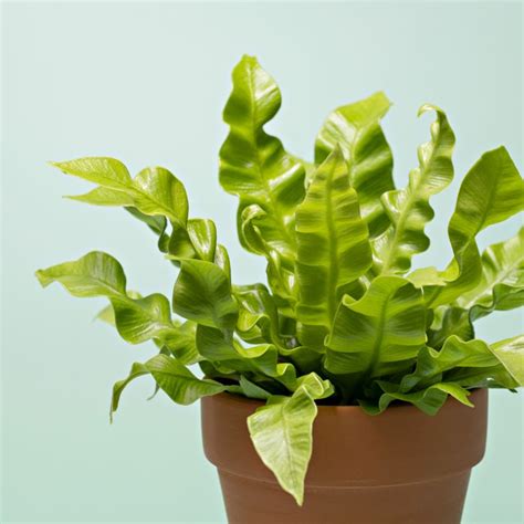 Asplenium nidus 'Campio' (17cm Pot) - Coolings Garden Centre