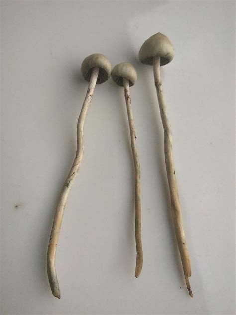 Found With Some Libs Rsemilanceata