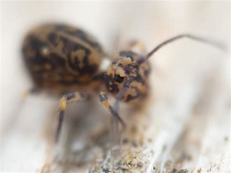 Springtail Bugguide Net