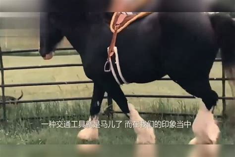 这匹马是什么来头只要它不想走估计七八个壮汉都没办法