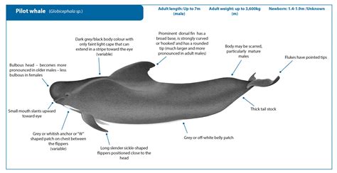 Pilot Whale