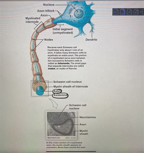 Structure Of A Generic Multipoler Neruon And Pns Glial Cells Support