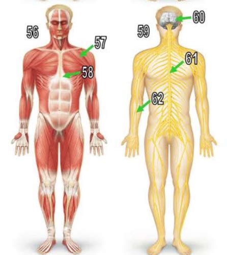 Biol 2401 Lab Practical 1 Flashcards Quizlet