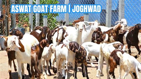 Aswat Goat Farm Mix Breed Mid Range Khassi Joghwad Navsari Youtube