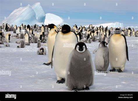 Breeding Colony Of Emperor Penguins At Snow Hill Island In Antarctica