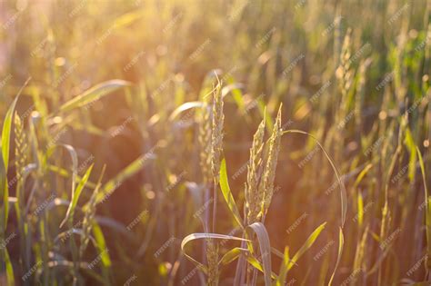 Premium Photo Close Up Of Green Ears Of Wheat Or Rye At Sunset In A