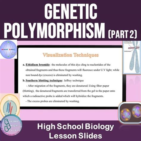 Genetic Polymorphism Part 2 Powerpoint Lesson Slides High School Biology