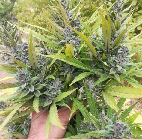 ماری جوانا سنگی Shock10x