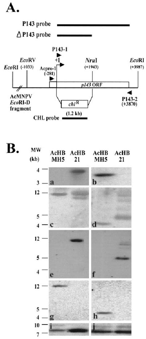Schematic Illustration Of Plasmid Constructs Used To Evaluate The