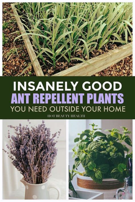 7 Plants That Will Actually Keep Ants Away Plants That Repel Ants