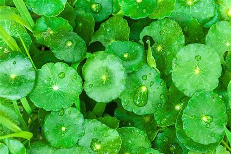 Gotu Kola Benefits And Side Effects Superfoodly