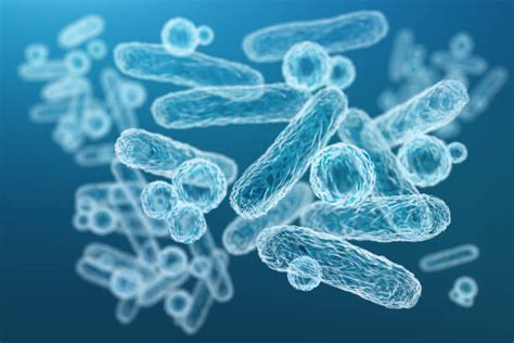 Lactobacillus Plantarum