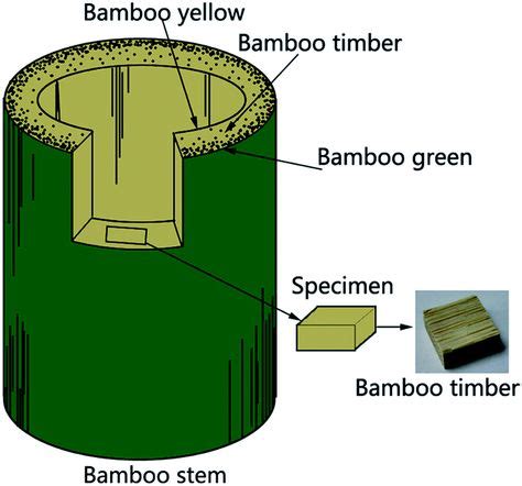 27 Bamboo Anatomy Ideas Bamboo Bamboo Species Bamboo Plants