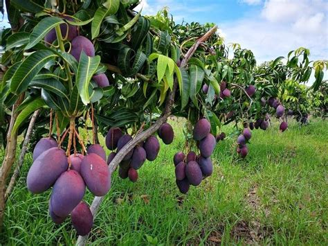 Irwin Mango Tree For Sale Online
