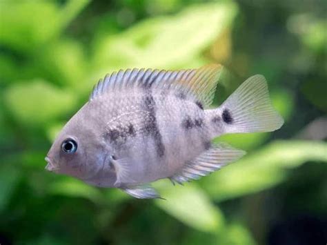 T Bar Cichlid Habitat Care Aquarium Maintenance