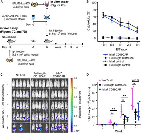 Mini TCRs Truncated T Cell Receptors To Generate T Cells From Induced