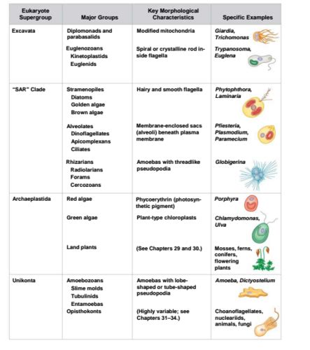 Protists And Fungi Flashcards Quizlet