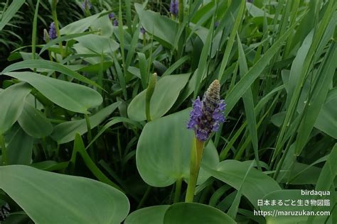 ナガバミズアオイ 日本まるごと生き物図鑑