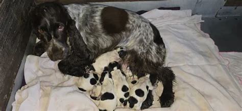 Cocker Spaniel Negro Y Fuego Cuotas Sin Interés
