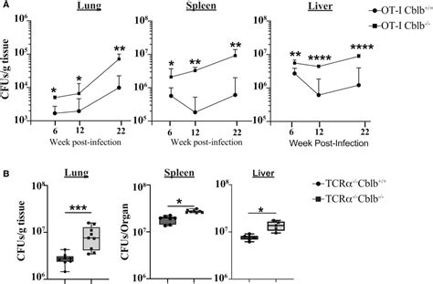 E3 Ubiquitin Ligase Cblb Regulates Innate Immune Responses And