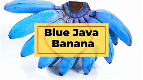 Blue Java Banana Origin Nutrition Health Benefits And Uses Banana Dose