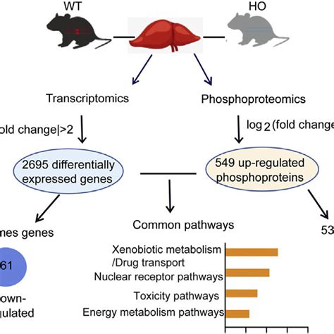 The Schematic Overview Of Transcriptome And Phosphoproteome Analysis