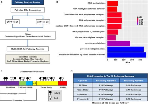 Gene Ontology Go Pathway Analysis Of Hgap Subtypes A Schematic For