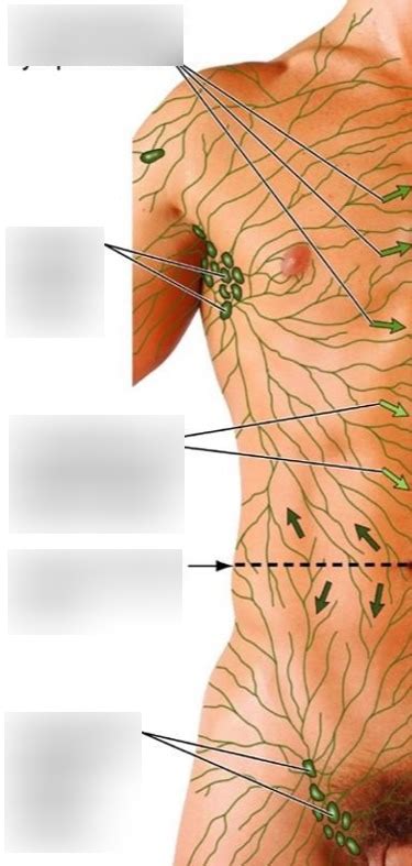 Lymphatic Drainage Of The Abdomen Diagram Quizlet