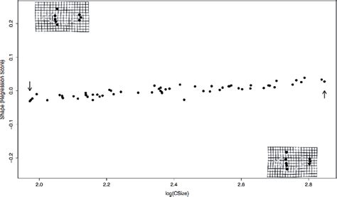 Regression Of Shape Versus Centroid Size Logarithm Logcsize