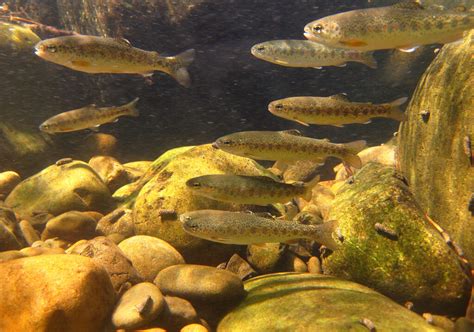 Science Friday The Shifting Baseline Of Olympic Peninsula Steelhead