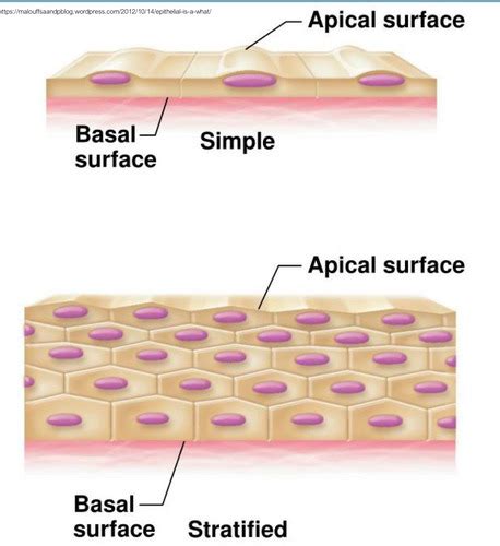 Histology Exam 2 Flashcards Quizlet
