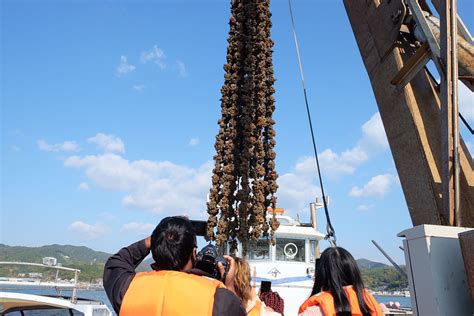 東広島の特産品瀬戸内海で育つ安芸津の牡蠣