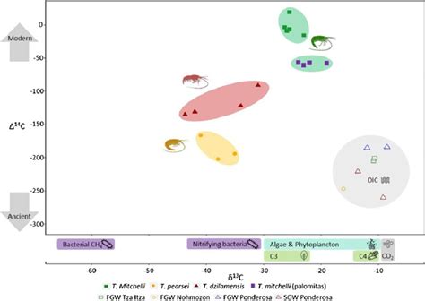 Ams Carbon Isotopic Analysis Showing The Δ 14 C And δ 13 C Composition Download Scientific
