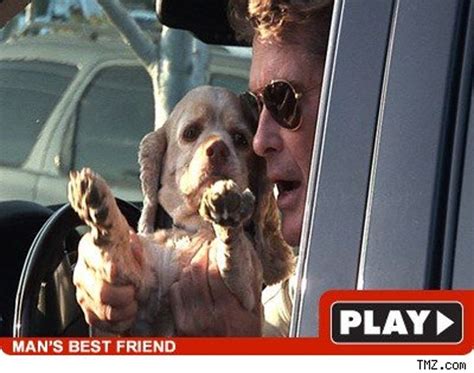 David Hasselhoff Pugs